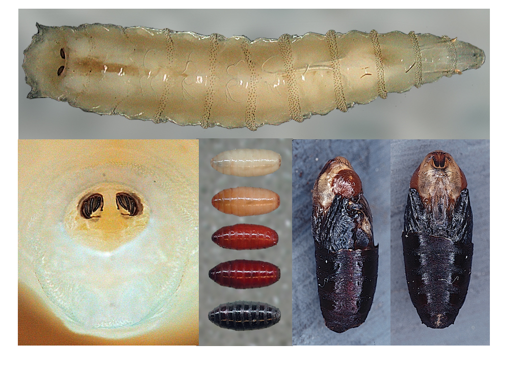 Entomologia forense – Società Entomologica Italiana